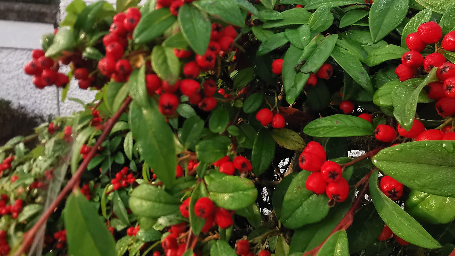 The Garden - Cherrymount Cottage